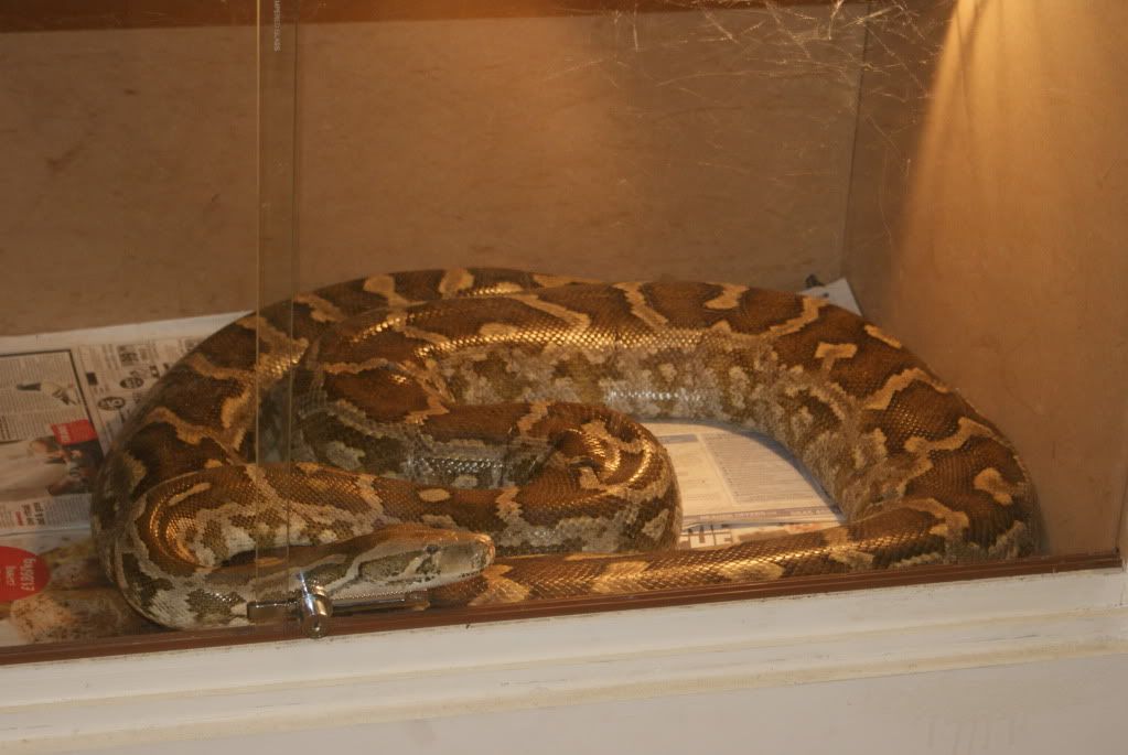 SW England - True Indian Rock Python (molorus molorus) 12FT | Reptile Forums