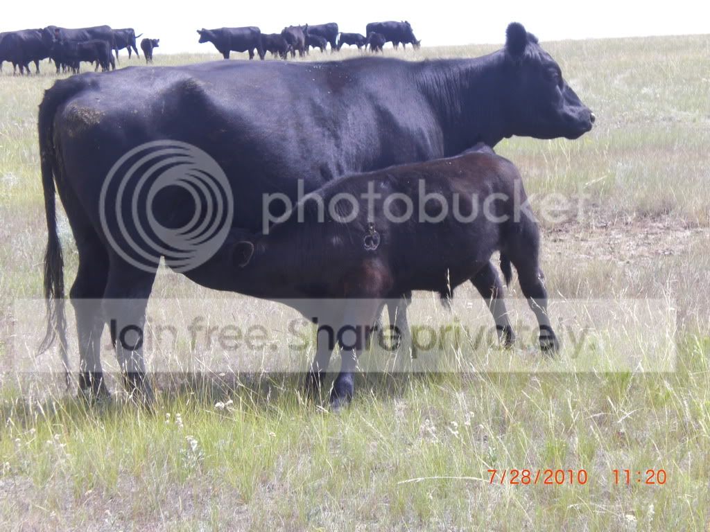 Frame Size | CattleToday.com - Cattle, Cow & Ranching Community